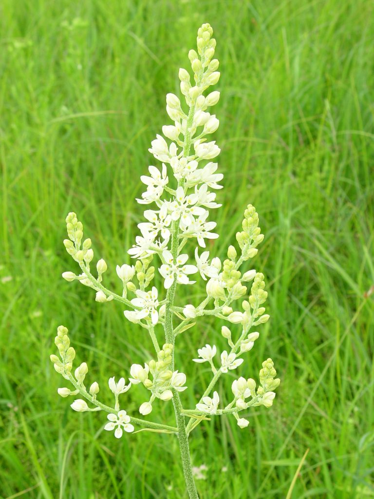 Bunchflower | Hamilton Native Outpost