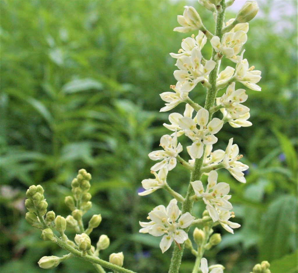 Bunchflower | Hamilton Native Outpost