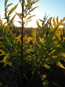 Compass Plant | Hamilton Native Outpost
