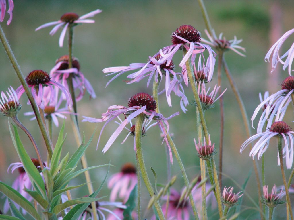 Coneflower, Pale Purple | Hamilton Native Outpost