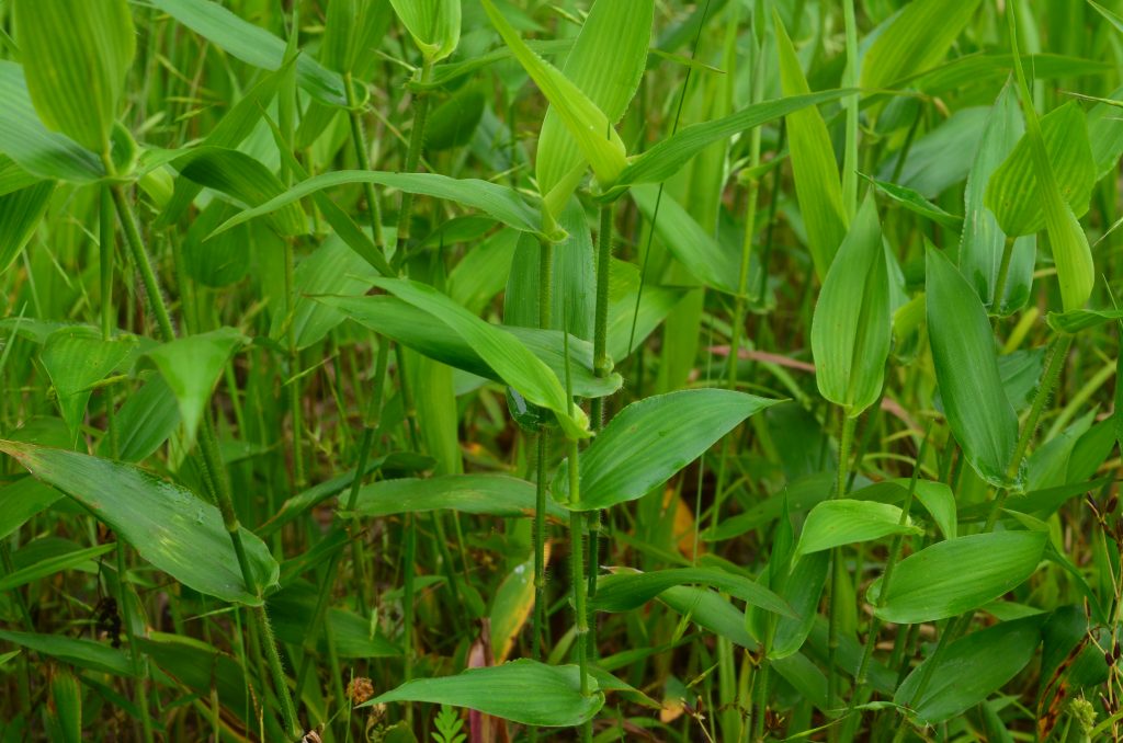 Panicgrass, Deertongue | Hamilton Native Outpost