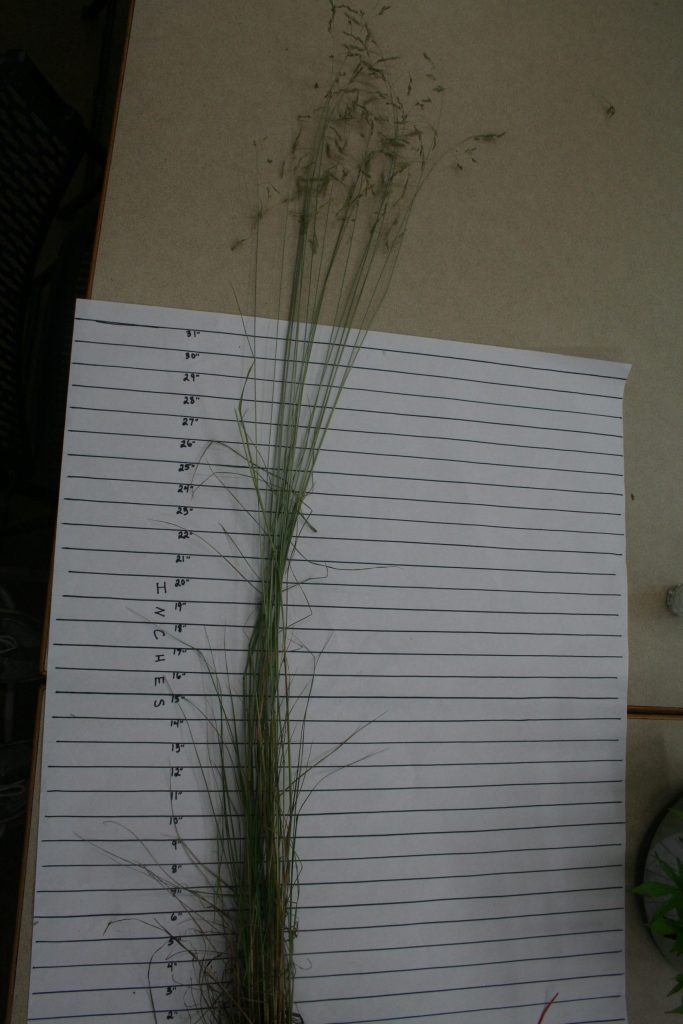 Fescue, Texas | Hamilton Native Outpost