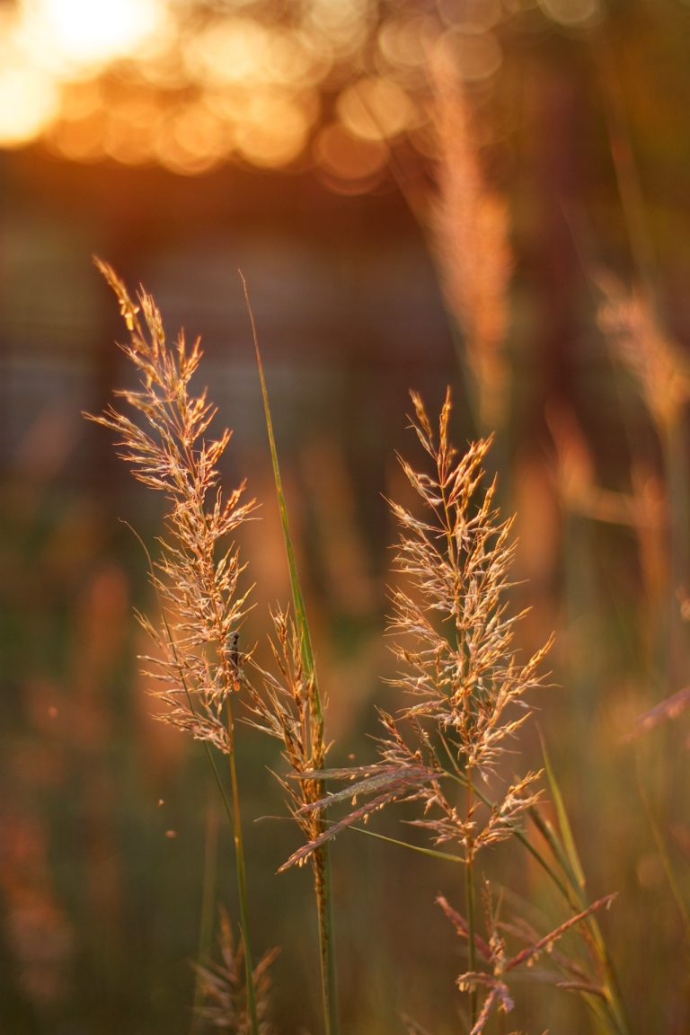 Indiangrass