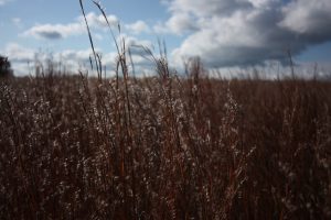 Little Bluestem | Hamilton Native Outpost