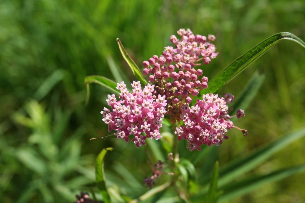 Milkweed, Swamp | Hamilton Native Outpost