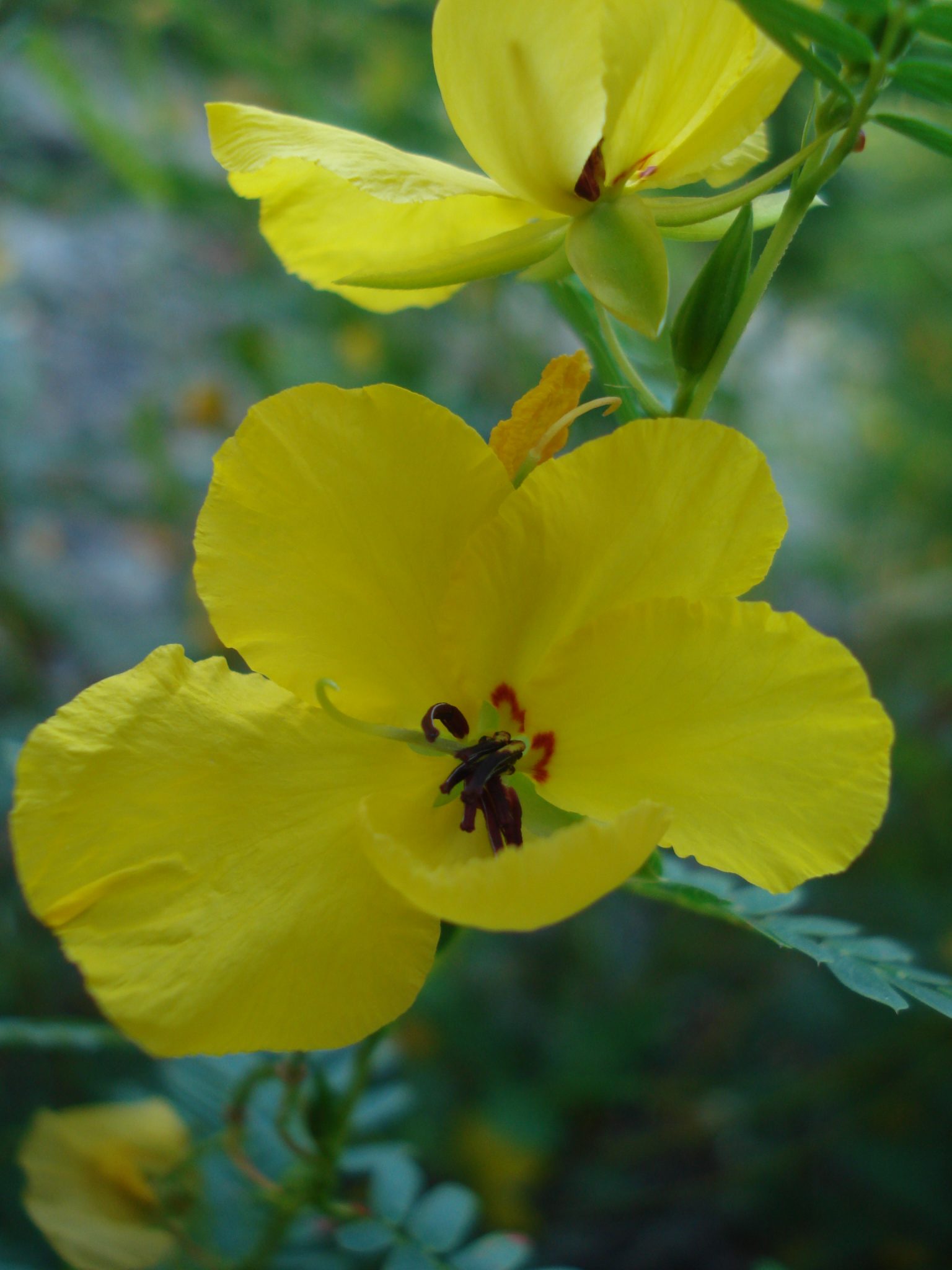 Partridge Pea | Hamilton Native Outpost