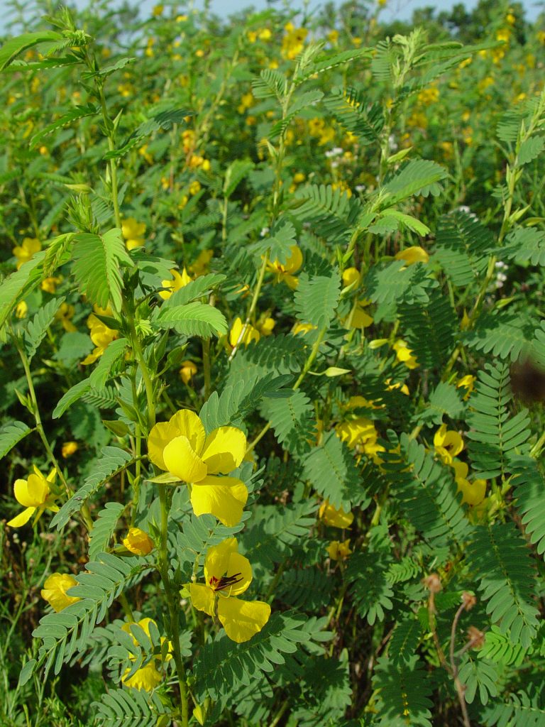 Partridge Pea | Hamilton Native Outpost