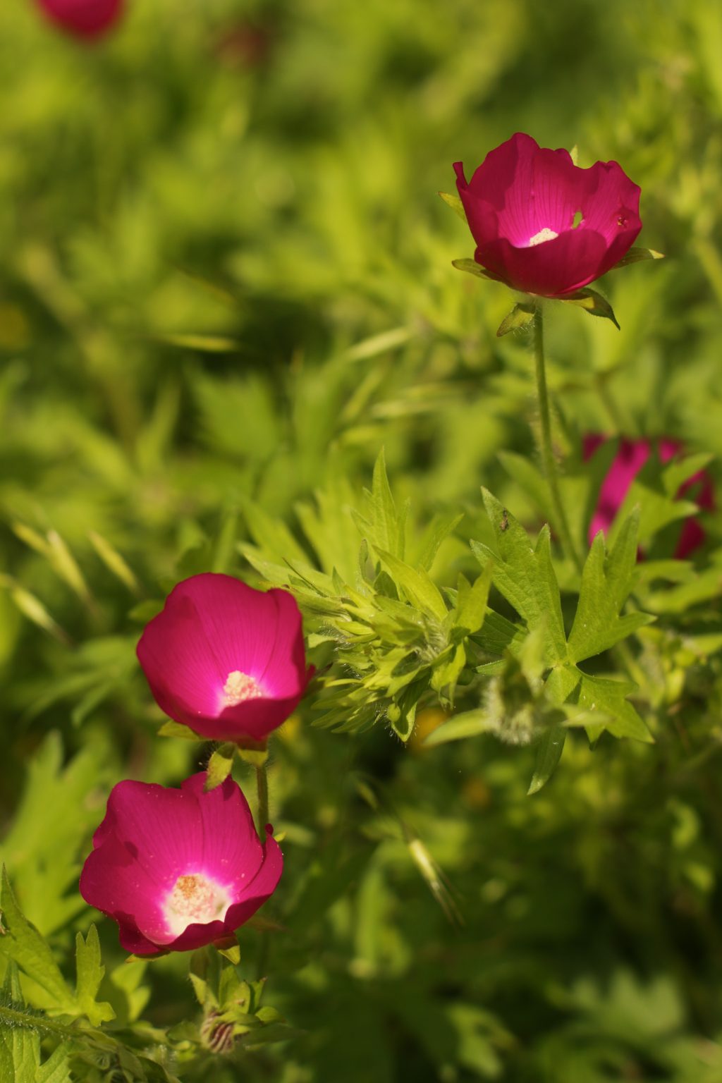 Poppy Mallow, Purple | Hamilton Native Outpost