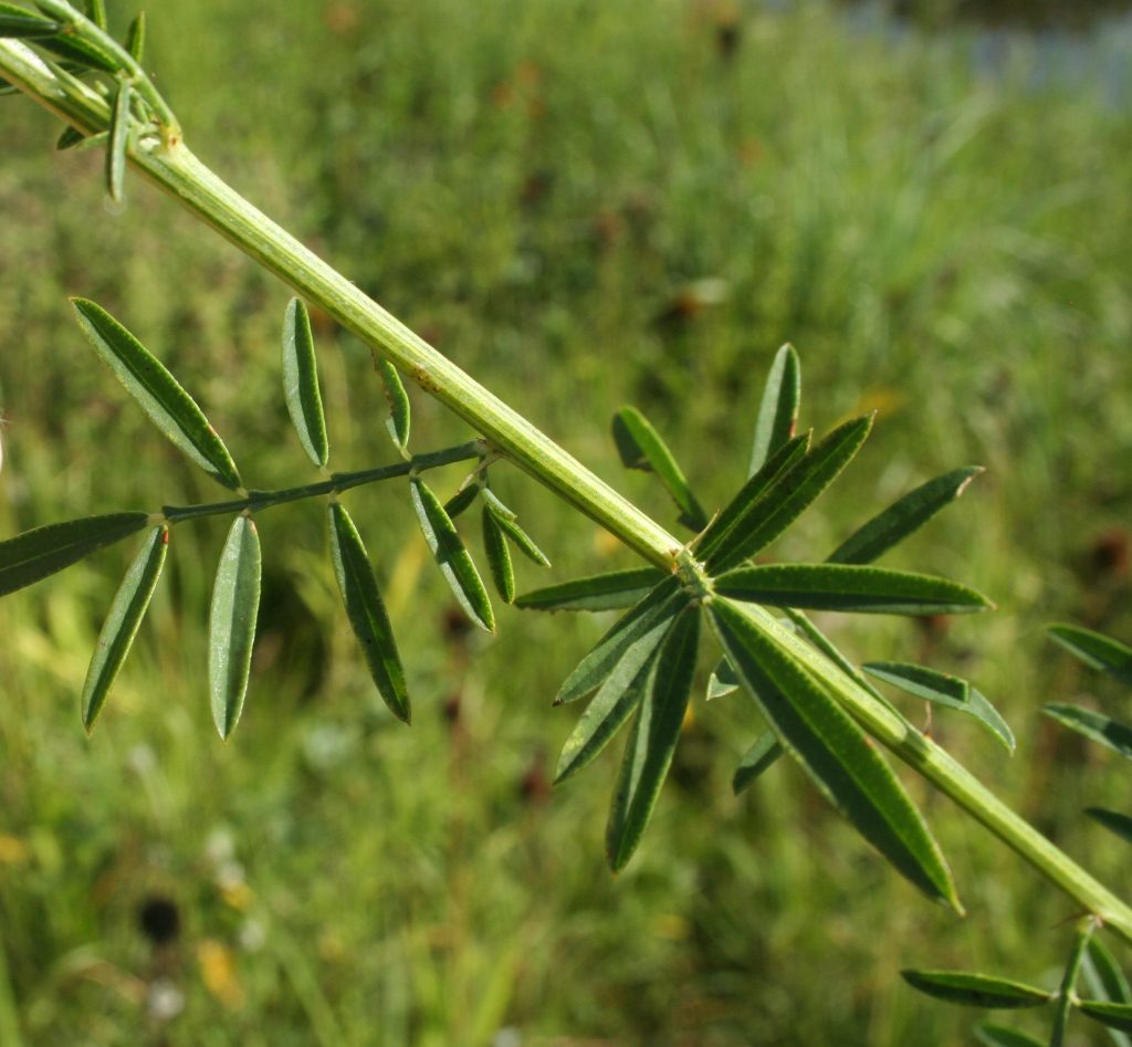 Prairie Clover, White | Hamilton Native Outpost