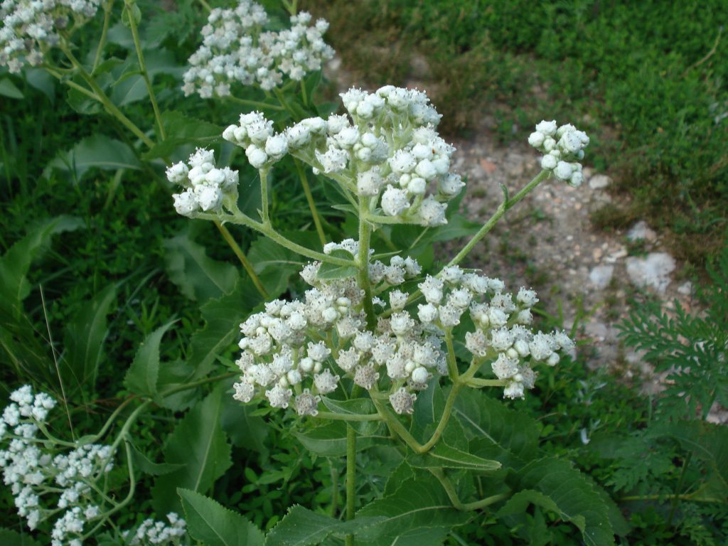 Quinine, Wild | Hamilton Native Outpost
