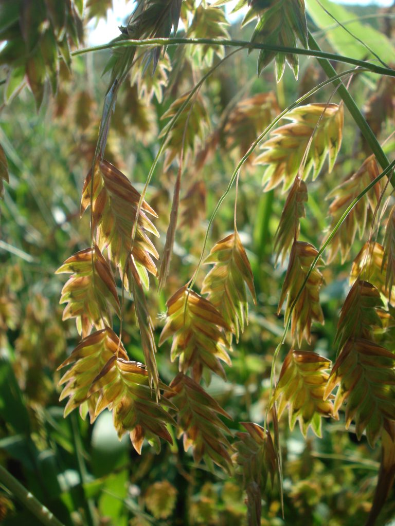 River Oats | Hamilton Native Outpost