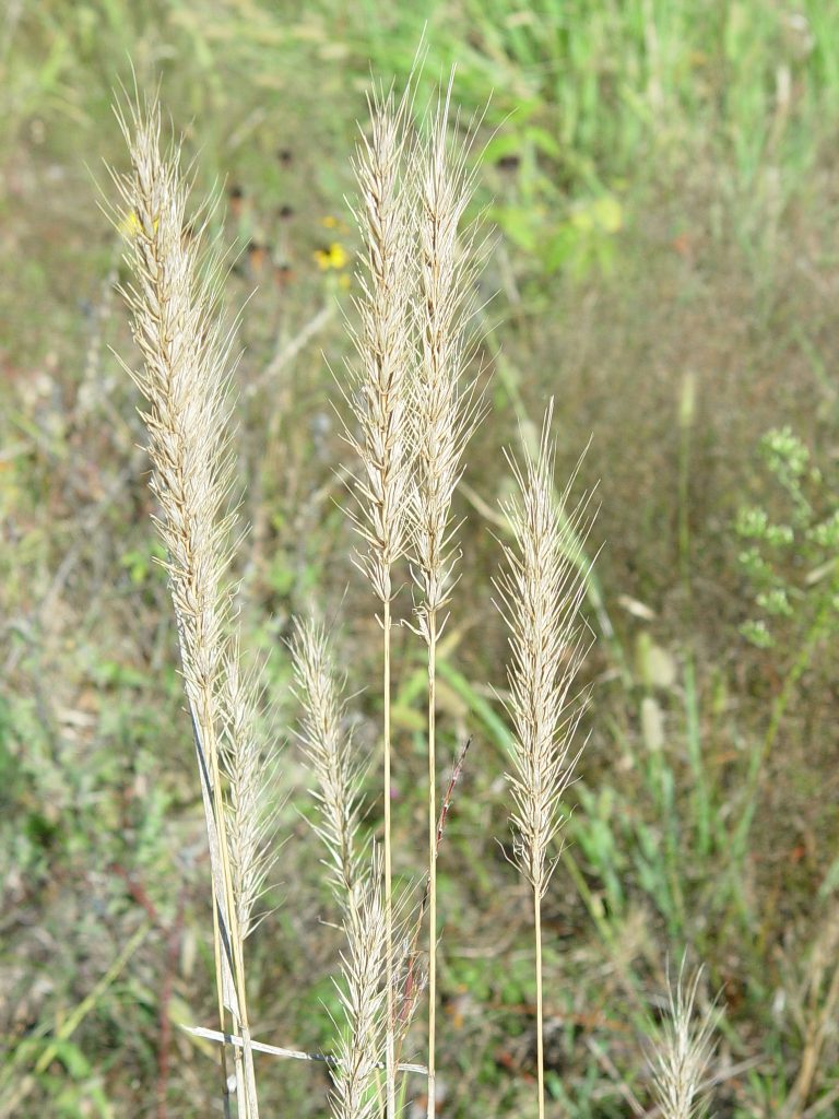 Wild Rye, Southeastern | Hamilton Native Outpost