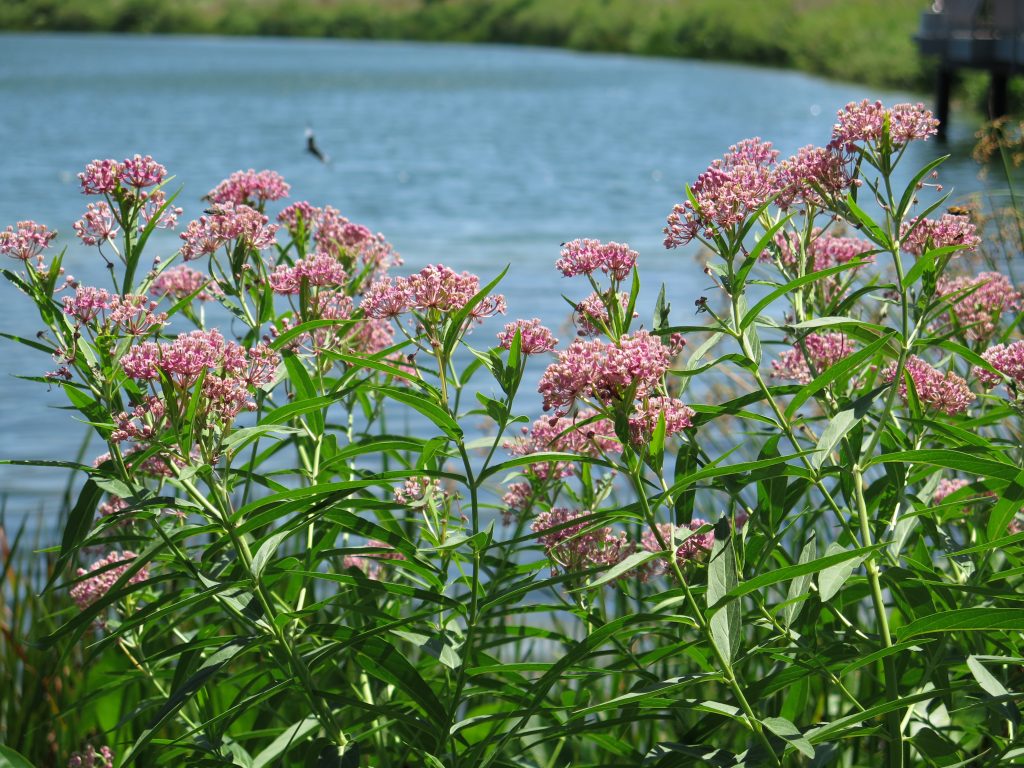Milkweed, Swamp | Hamilton Native Outpost