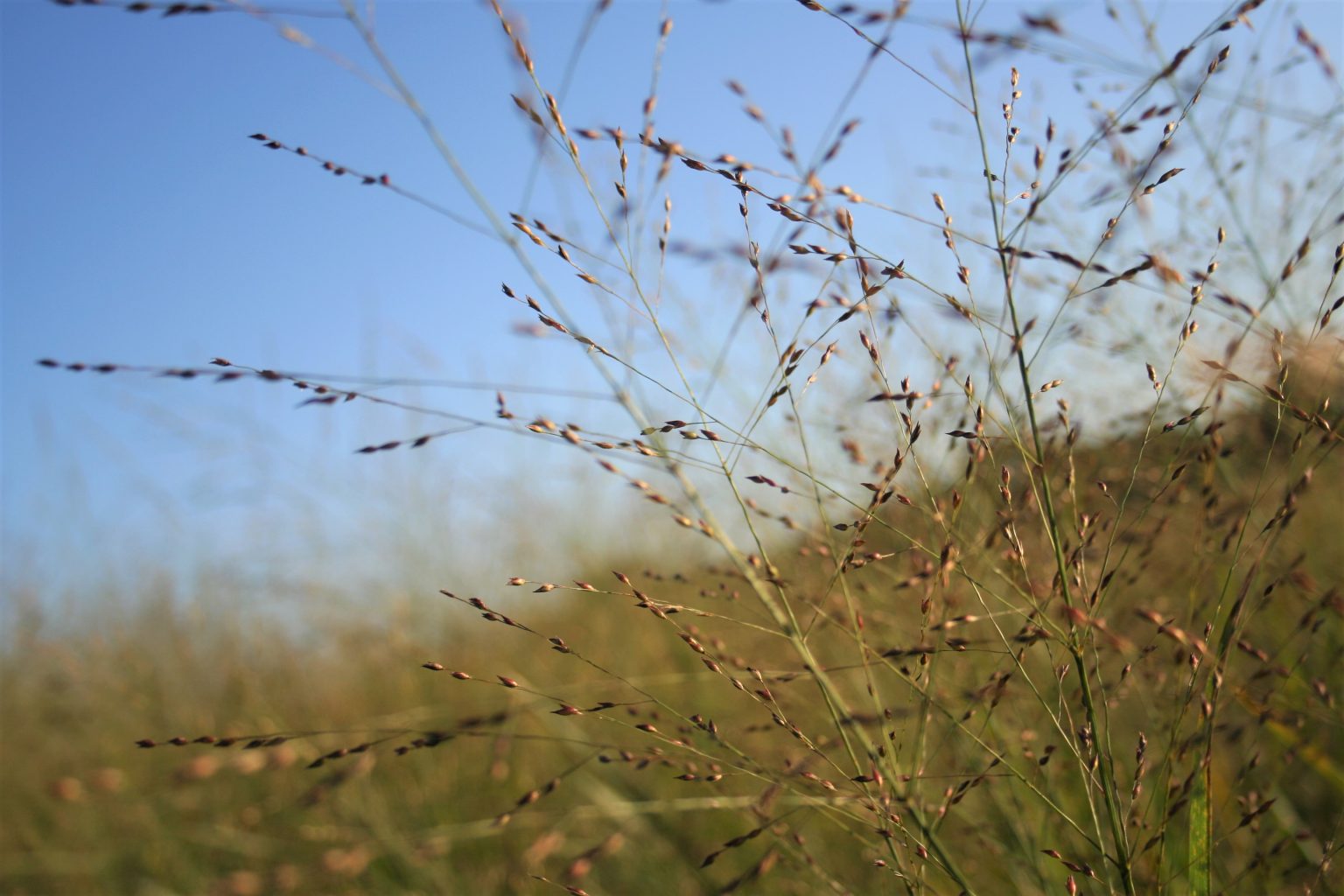 Switchgrass | Hamilton Native Outpost