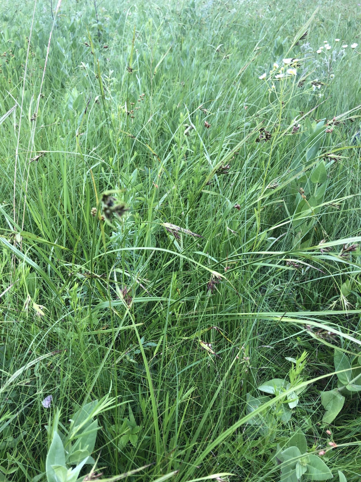 Nutgrass, Tall | Hamilton Native Outpost