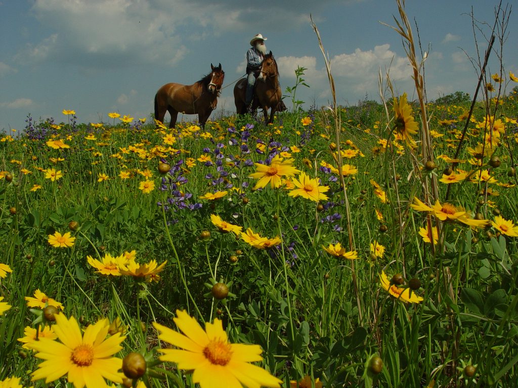 Coreopsis, Tickseed | Hamilton Native Outpost