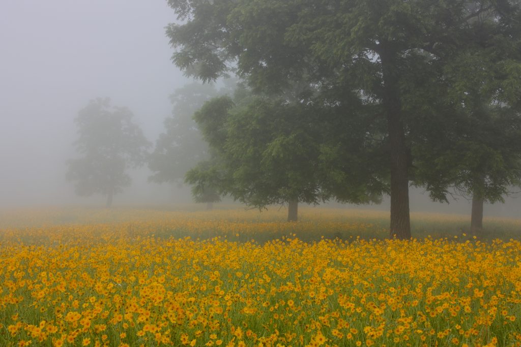 Top 5 Native Fall Favorites of White-Tailed Deer | Hamilton Native