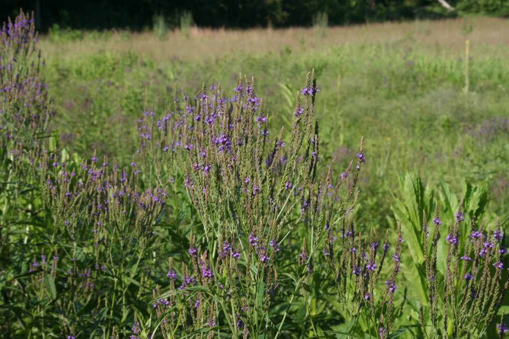 Vervain, Blue | Hamilton Native Outpost