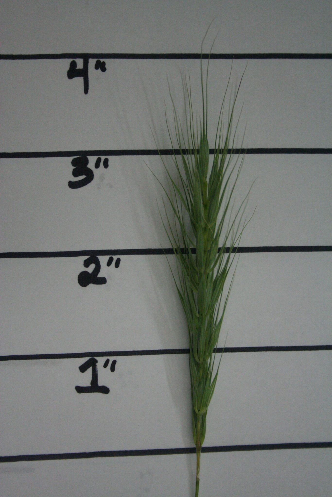 Wild Rye, Early | Hamilton Native Outpost