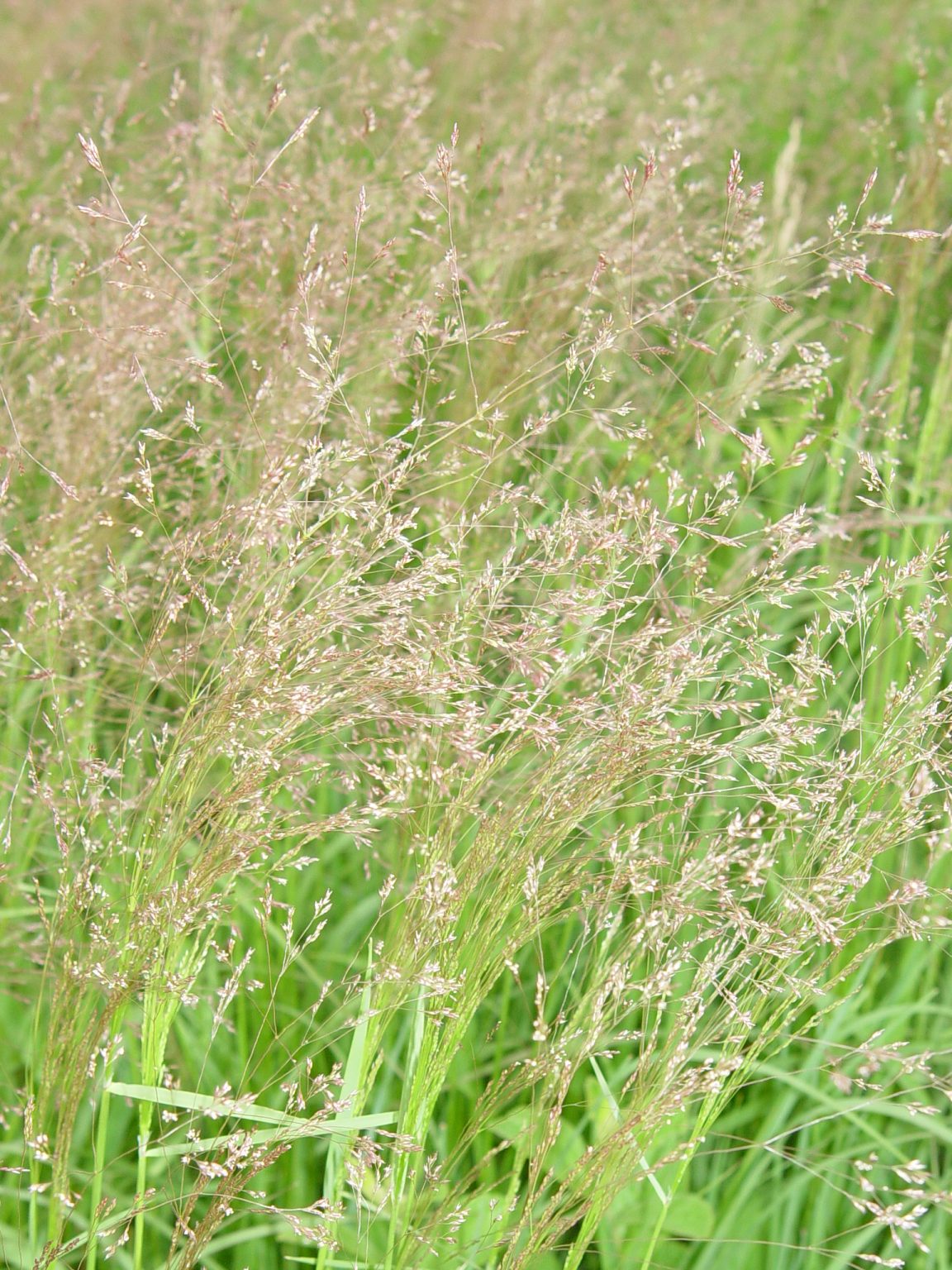 Bentgrass, Winter | Hamilton Native Outpost