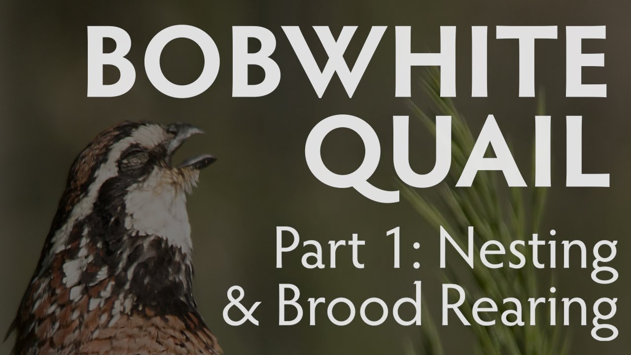 Create the Best Quail Habitat: Nesting & Brood Rearing | HNO