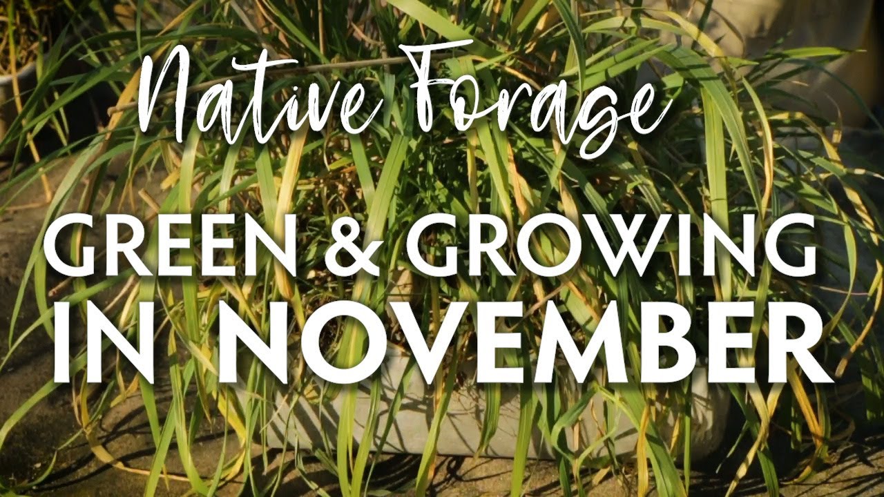 Native Forage | Hamilton Native