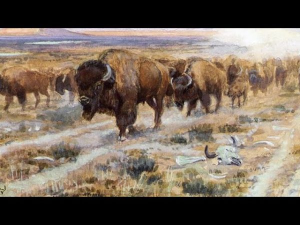 The History of Bison | Hamilton Native Outpost