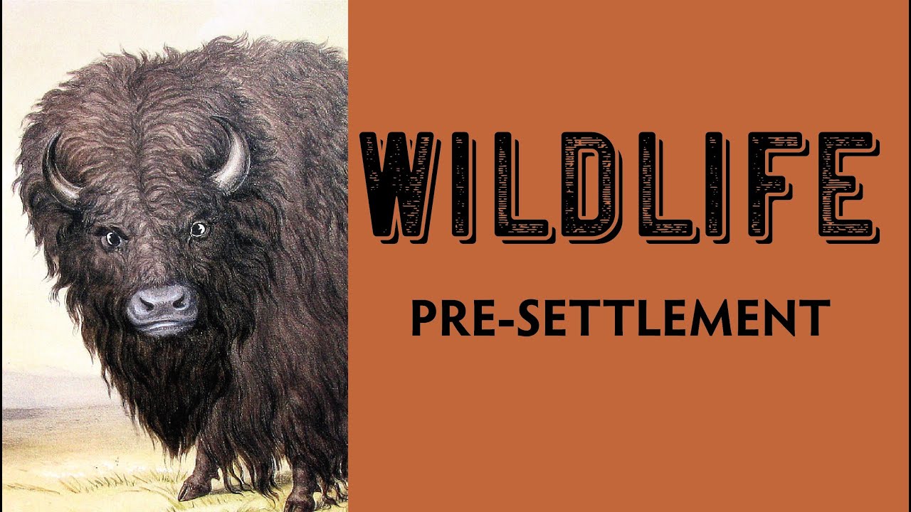 Understand the Land: WILDLIFE Pre-Settlement | Hamilton Native