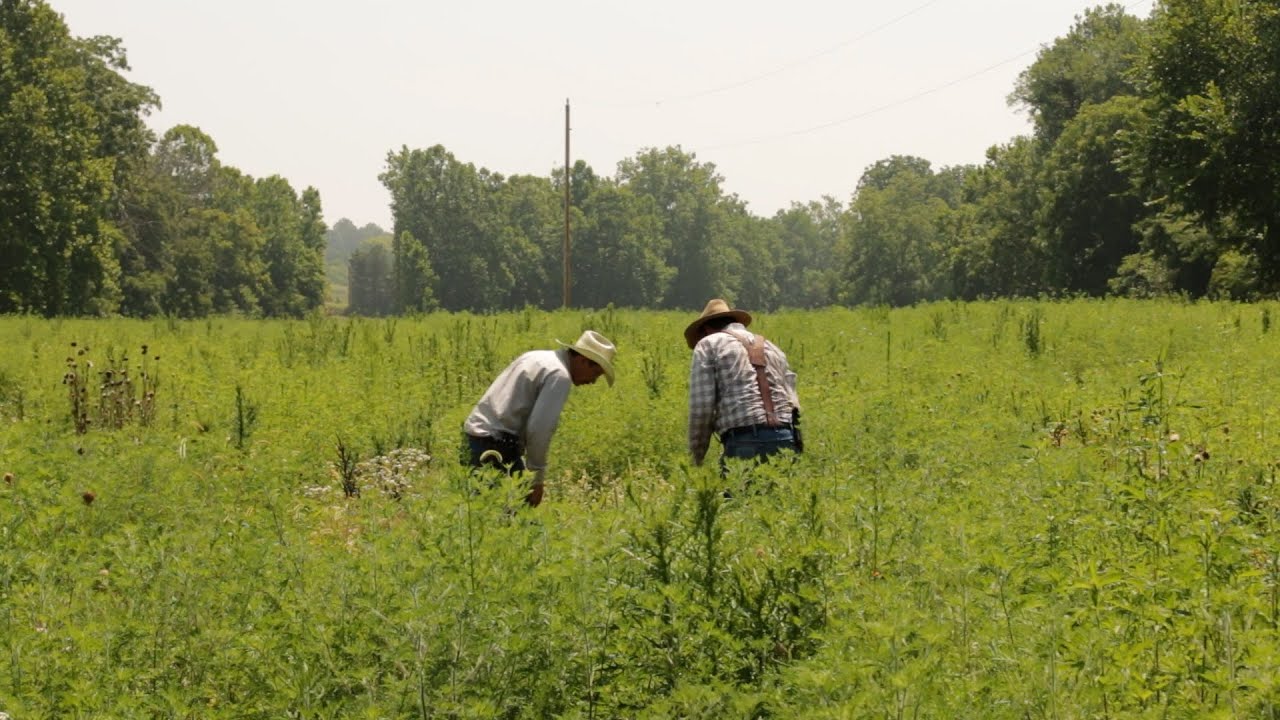 Weed Control on a First Year Native Warm Season Grass Planting