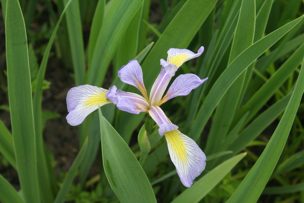 Flag, Southern Blue | Hamilton Native Outpost