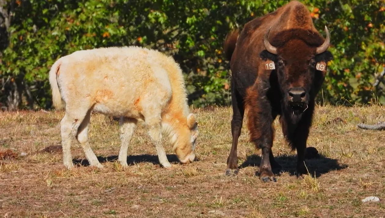 White Bison Calf - Fall | Hamilton Native Outpost