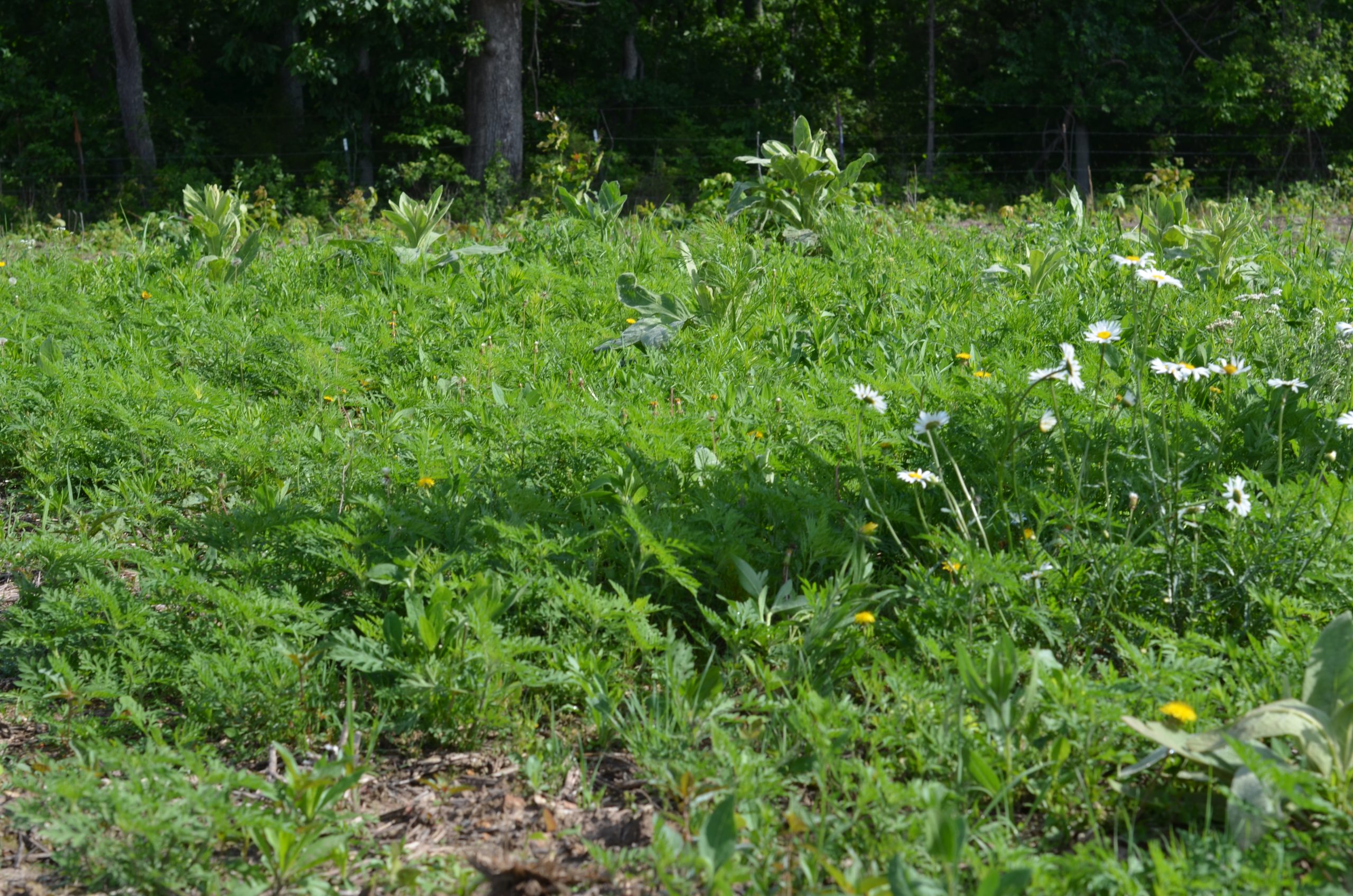 Managing a First Year Planting: Video | Hamilton Native Outpost