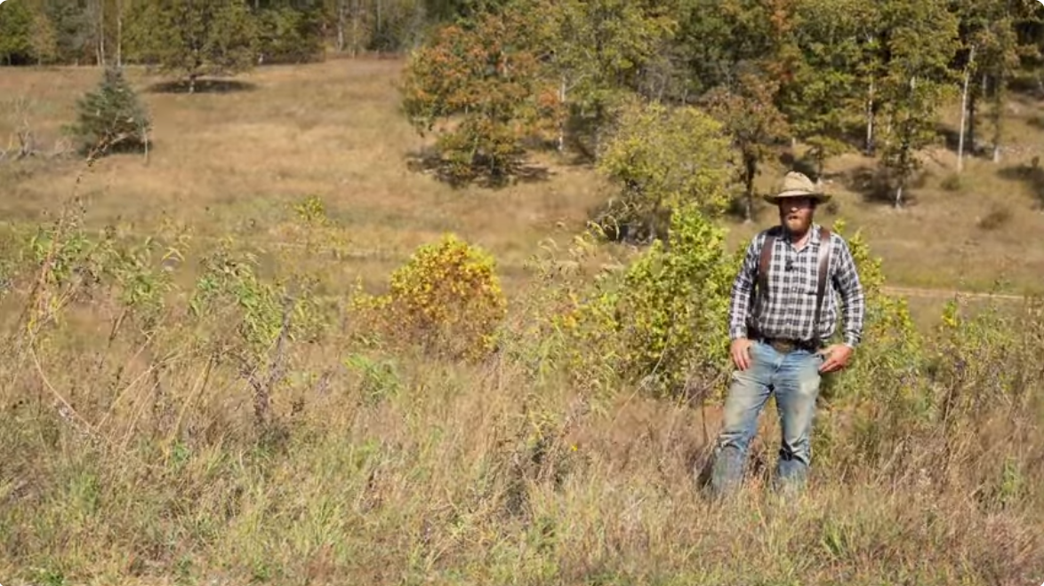 Why I Use Native Forbs In My Winter Stockpile | Hamilton Native Outpost