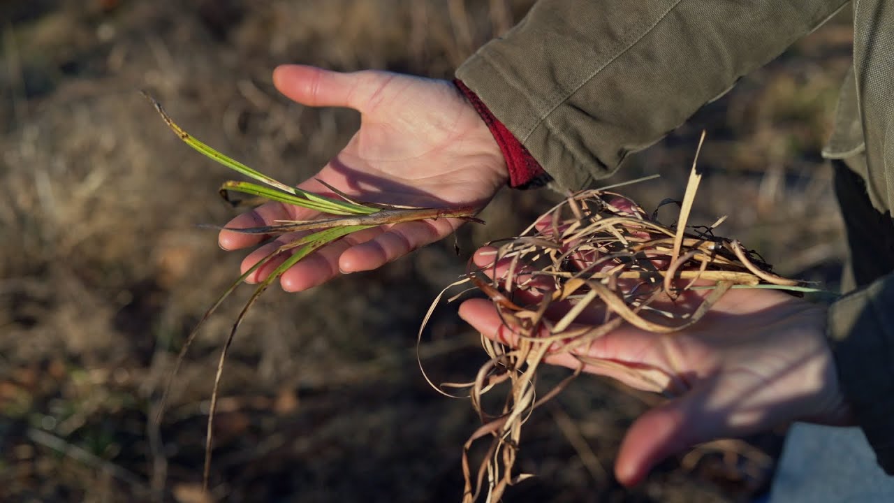 -5 Degrees and This Sedge is still Green Forage! | Hamilton Native Outpost