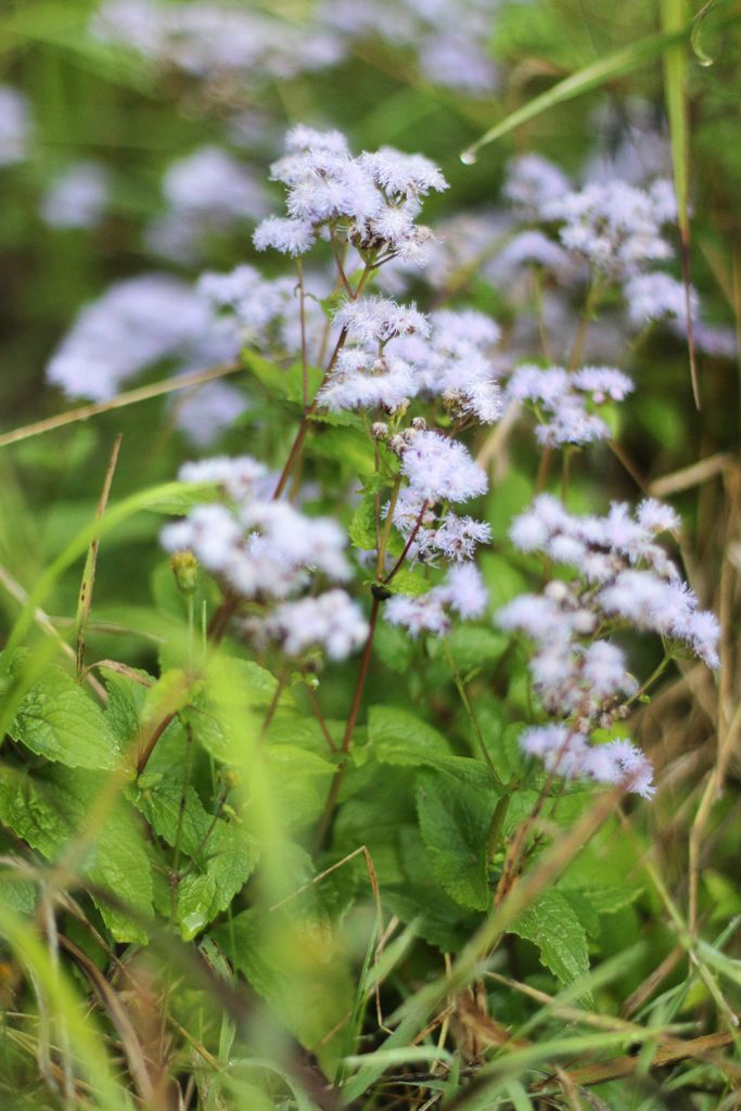Mist Flower | Hamilton Native Outpost