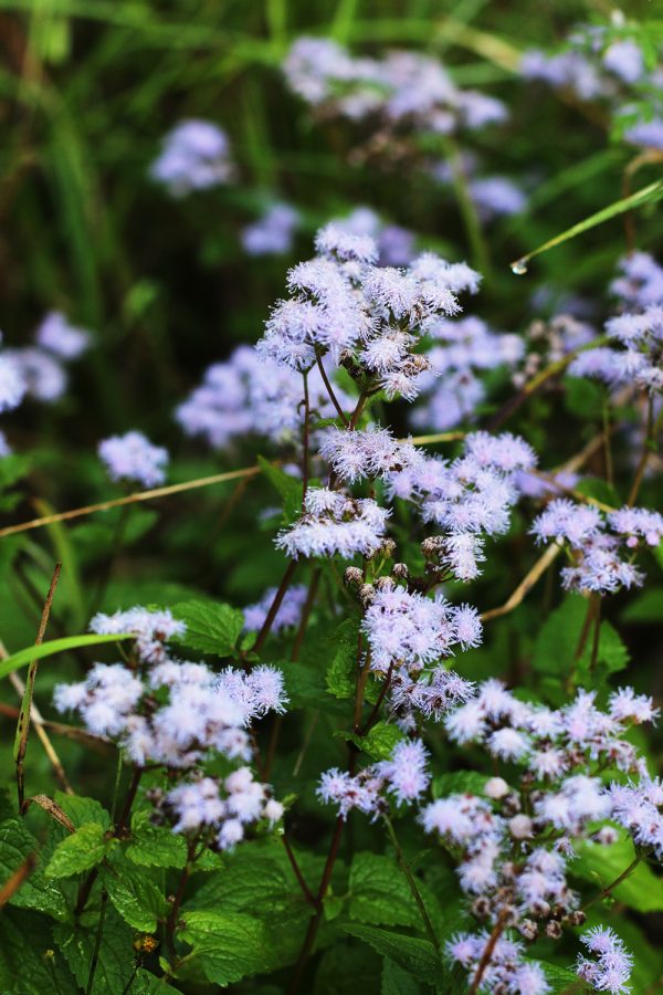 Mist Flower | Hamilton Native Outpost