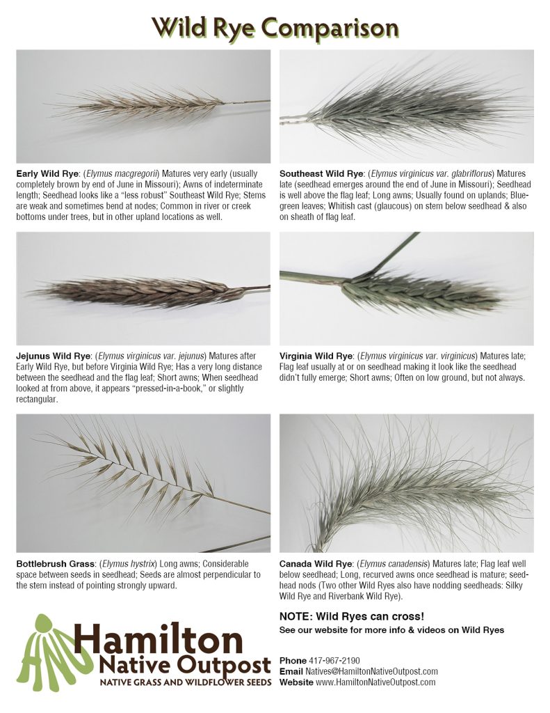 Wild Rye Comparison With Pdf Download | Hamilton Native Outpost