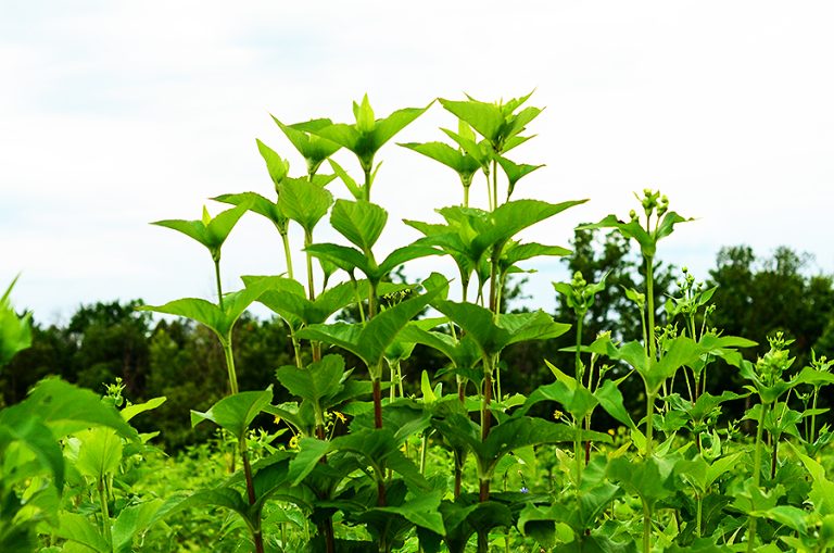 Cup Plant - 2026 Plant of The Year! | Hamilton Native Outpost